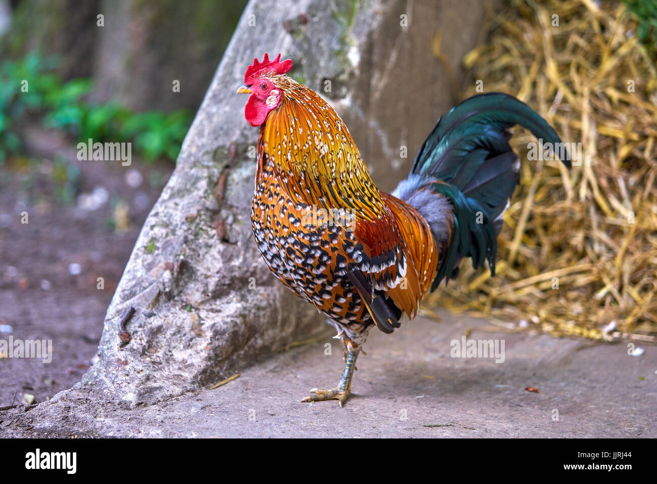 Roster. Colourful roster in nature farm Stock Photo - Alamy