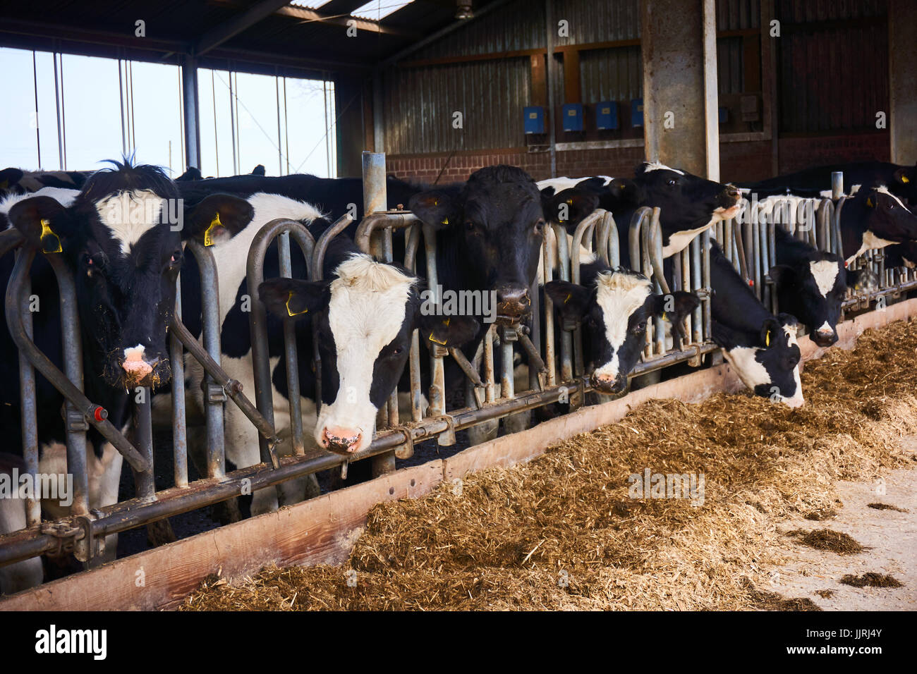 cows in a farm cowshed Stock Photo - Alamy