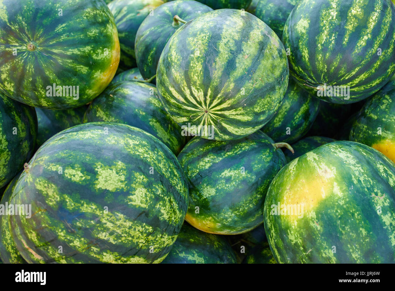 Many big sweet green watermelons Stock Photo - Alamy
