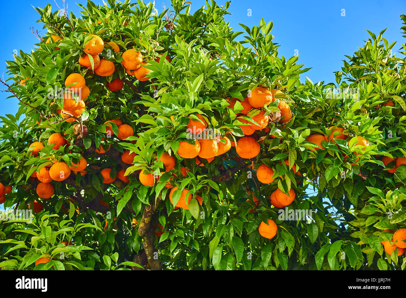 clementines ripening on tree against blue sky. Tangerine tree. Oranges ...