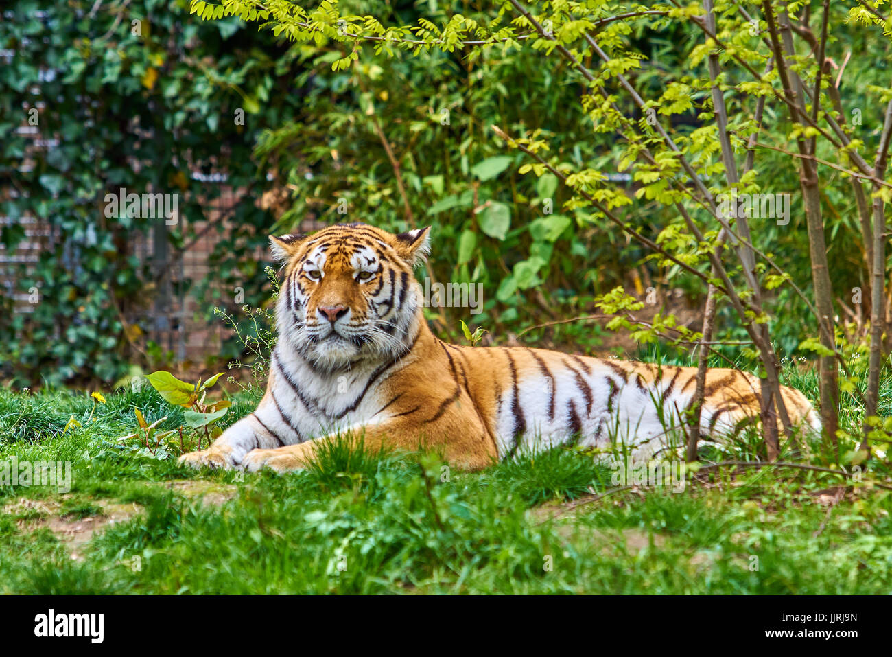 Tiger in forest. Tiger in the nature Stock Photo - Alamy