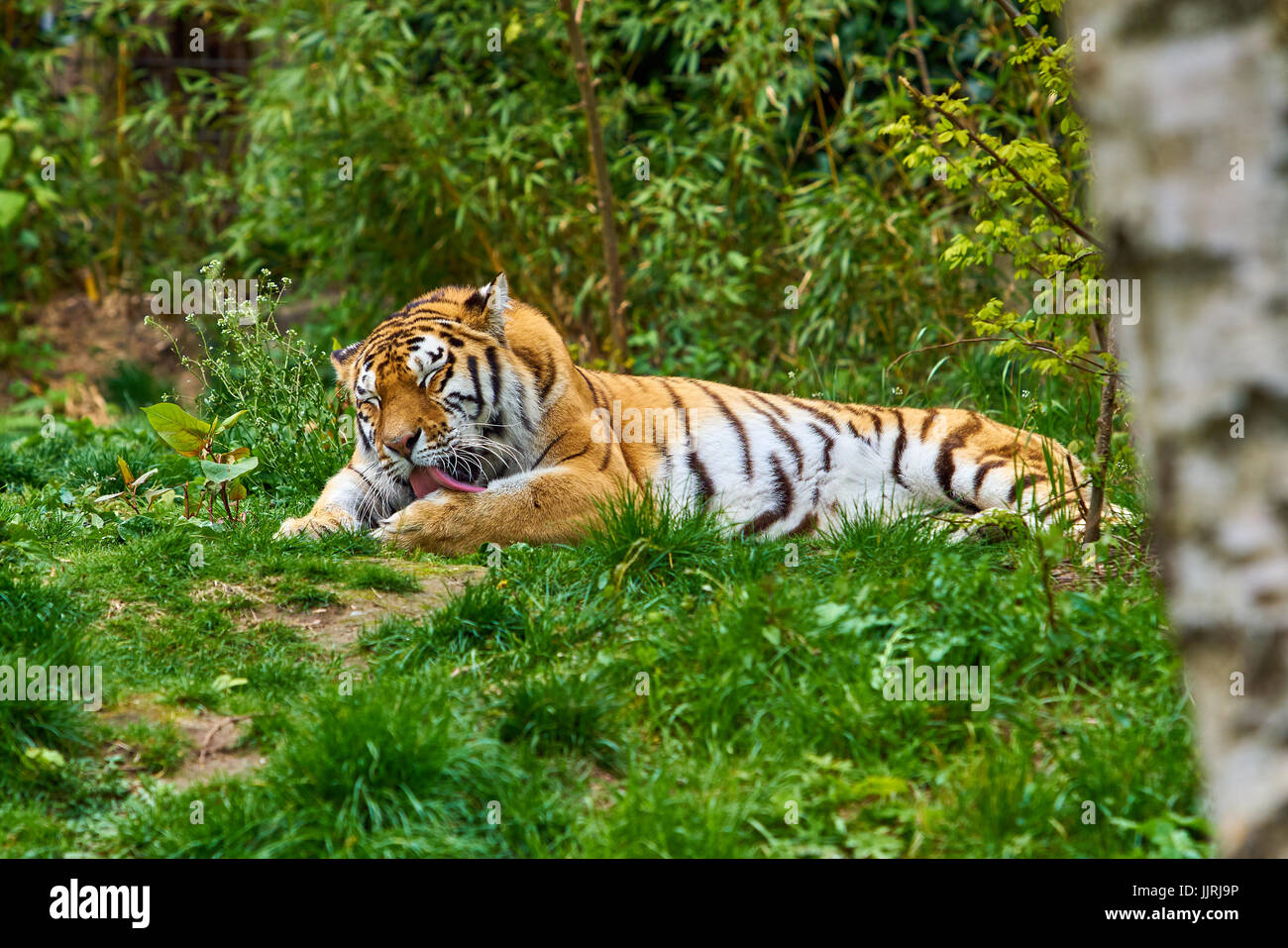 Tiger in forest. Tiger in the nature Stock Photo - Alamy