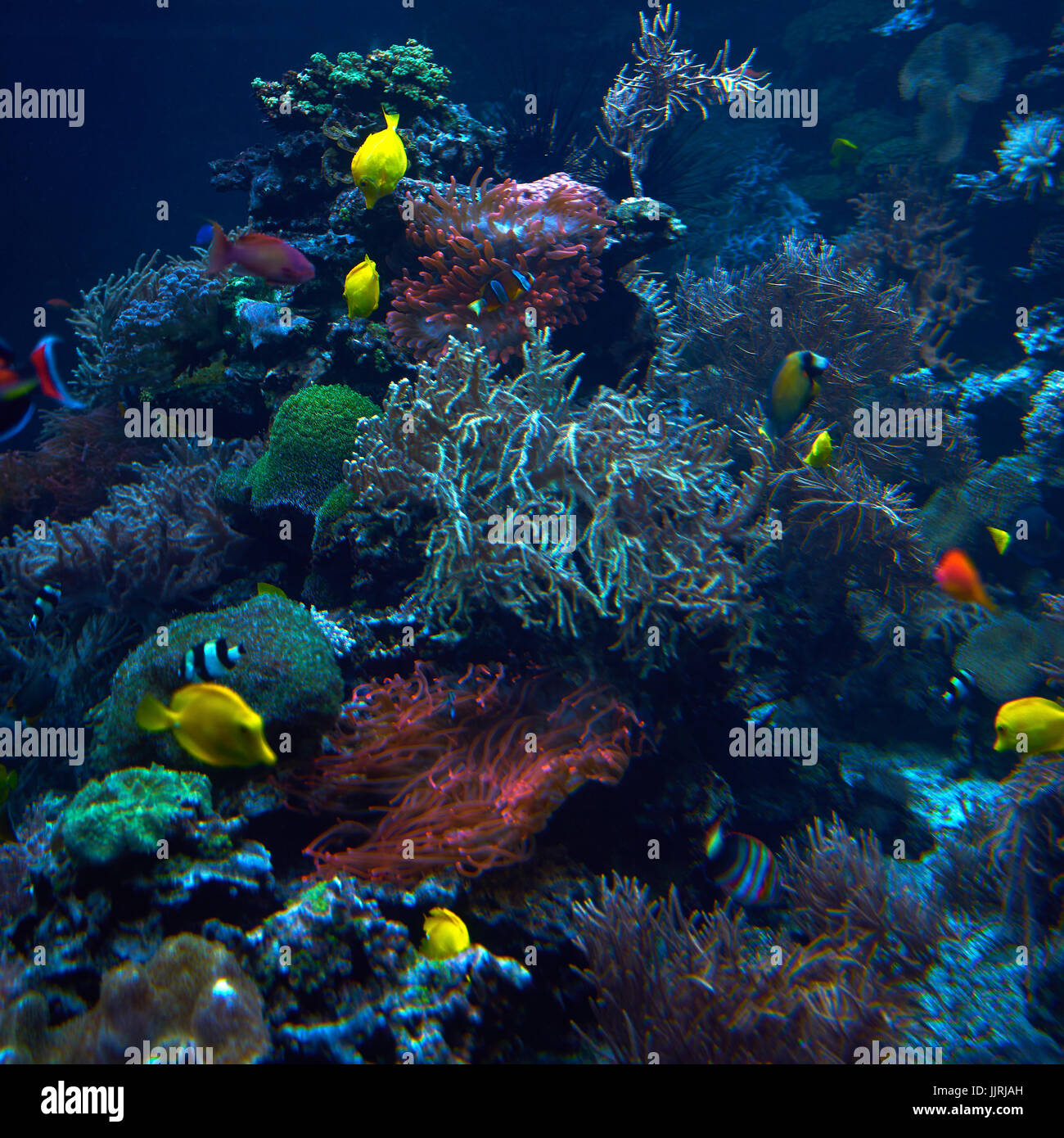 underwater background. Underwater scene. Underwater world. Underwater ...