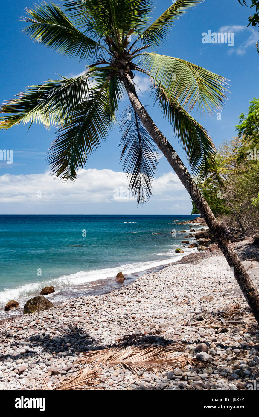 palm tree and ocean Stock Photo - Alamy