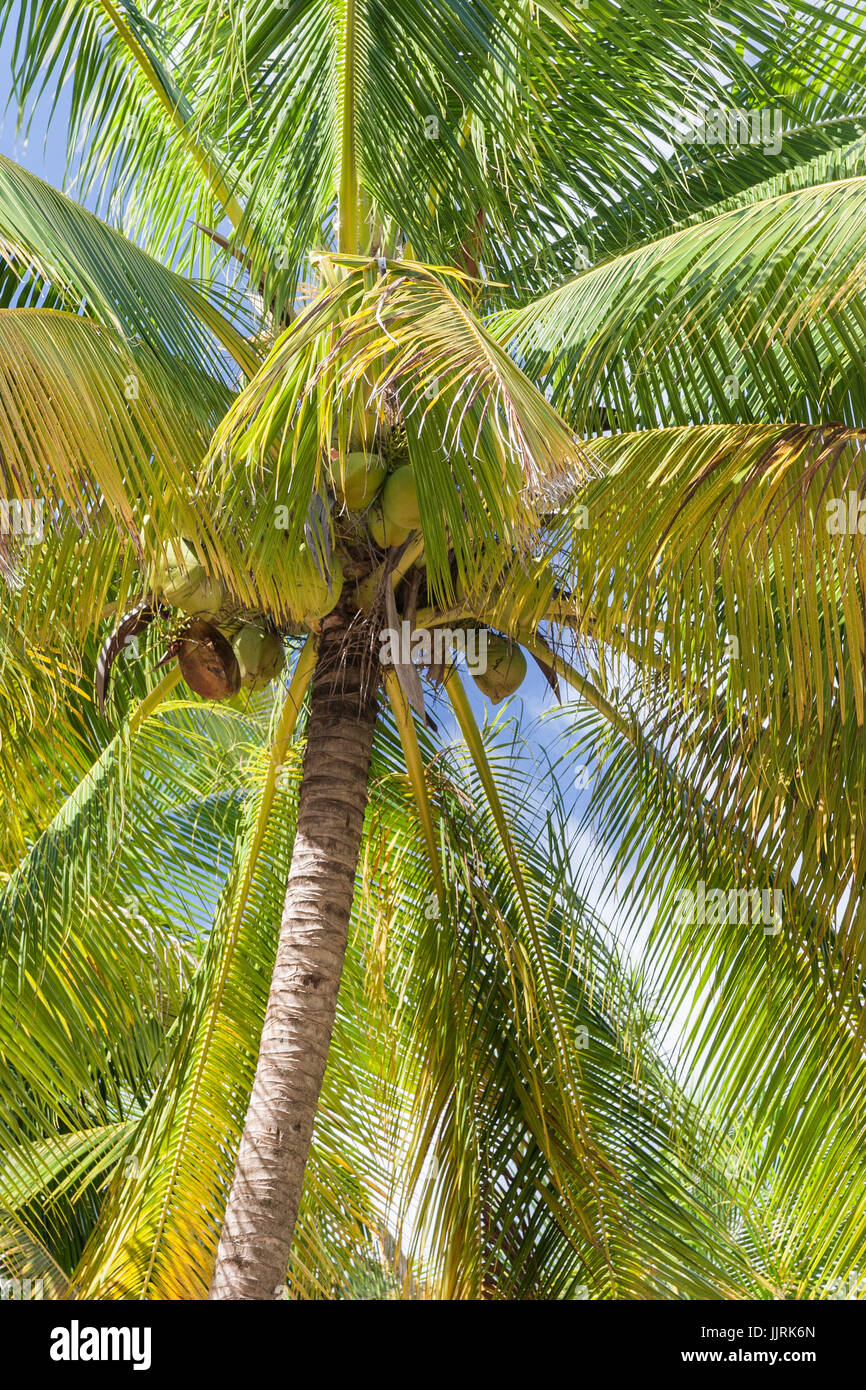 Fanning palm hi-res stock photography and images - Alamy