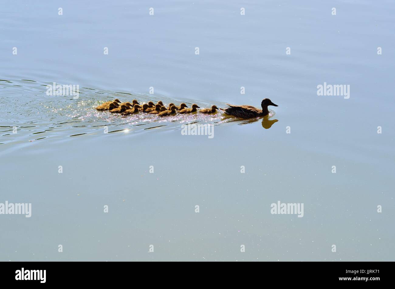 Ducklings following mother hi-res stock photography and images - Alamy