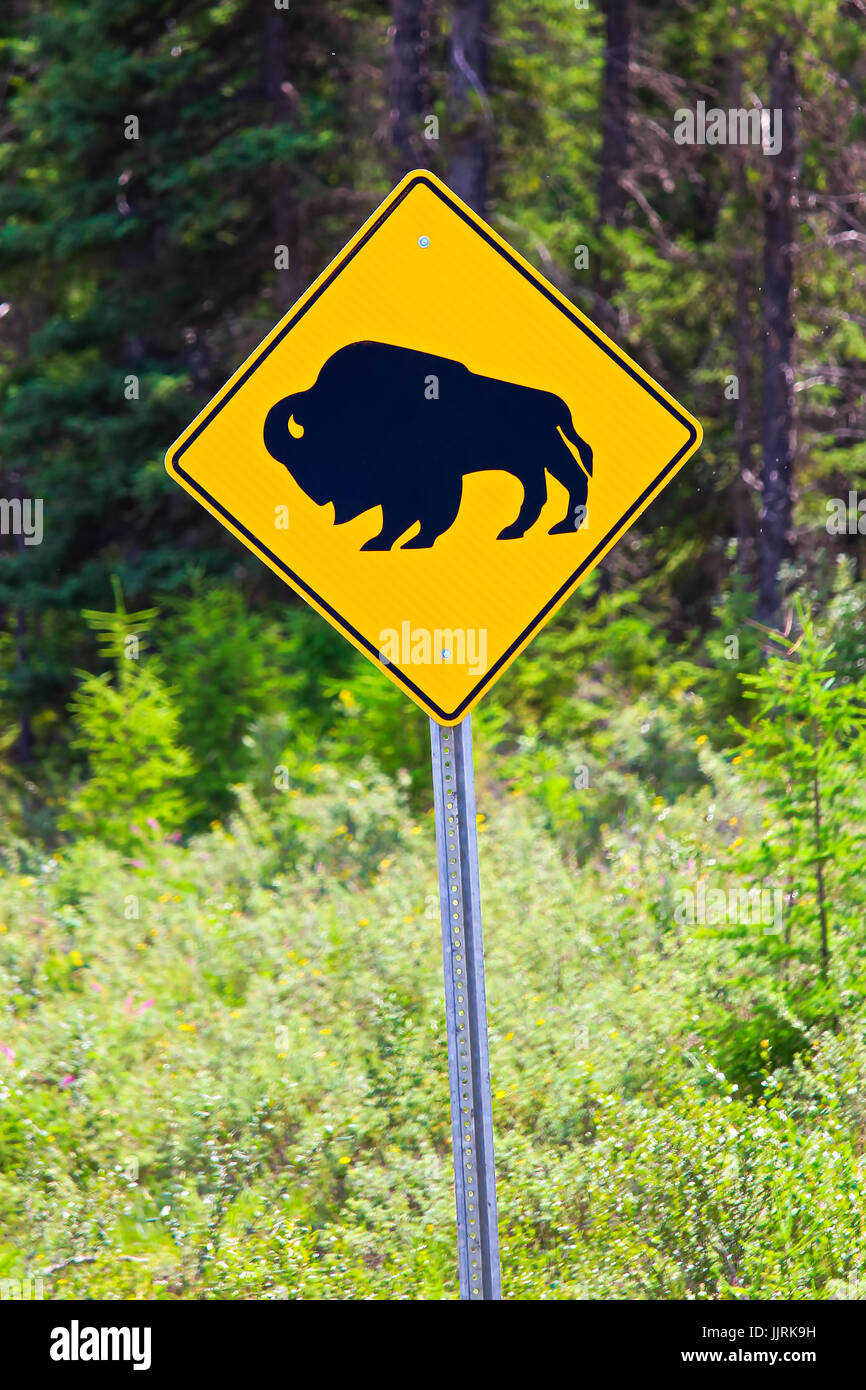 A yellow bison warning sign along the highway Stock Photo - Alamy