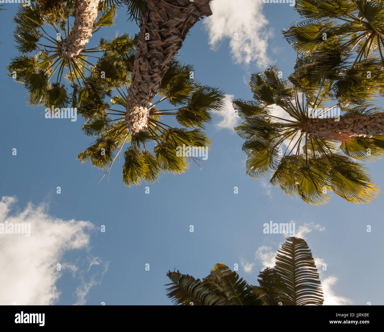 Raffia palm tree hi-res stock photography and images - Alamy
