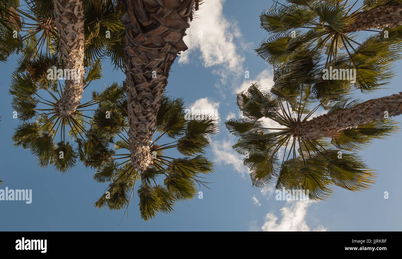 Raffia palm tree hi-res stock photography and images - Alamy