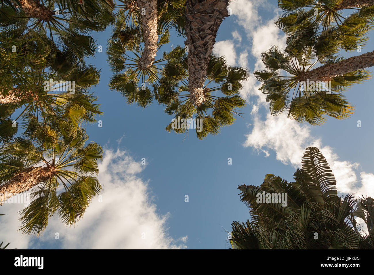 Underneath the palm tree hi-res stock photography and images - Alamy
