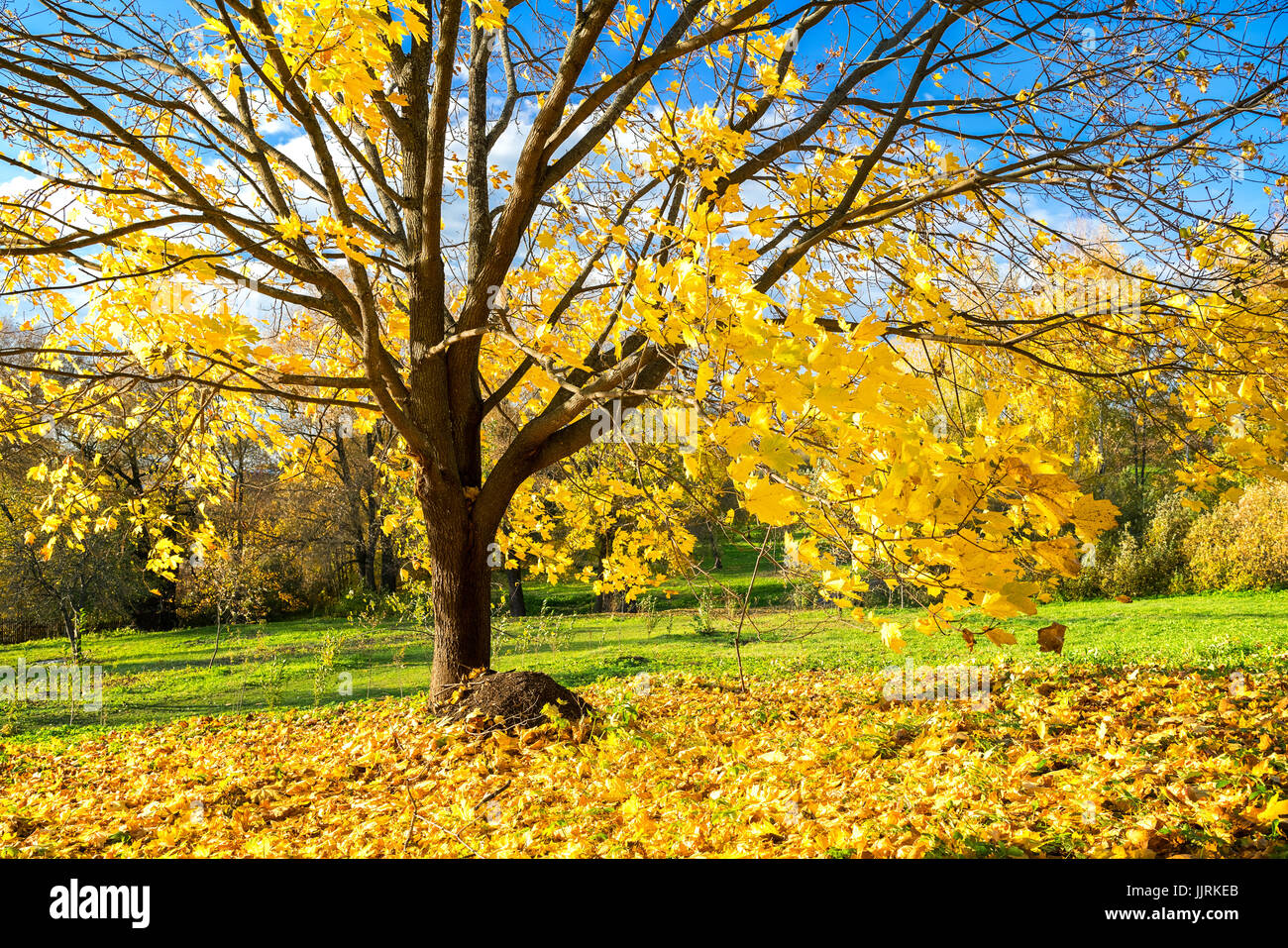 Colorful autumn tree Stock Photo - Alamy