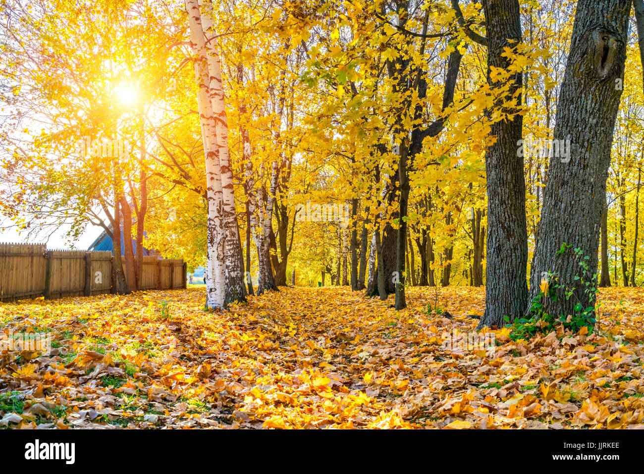 Sunny autumn park Stock Photo - Alamy