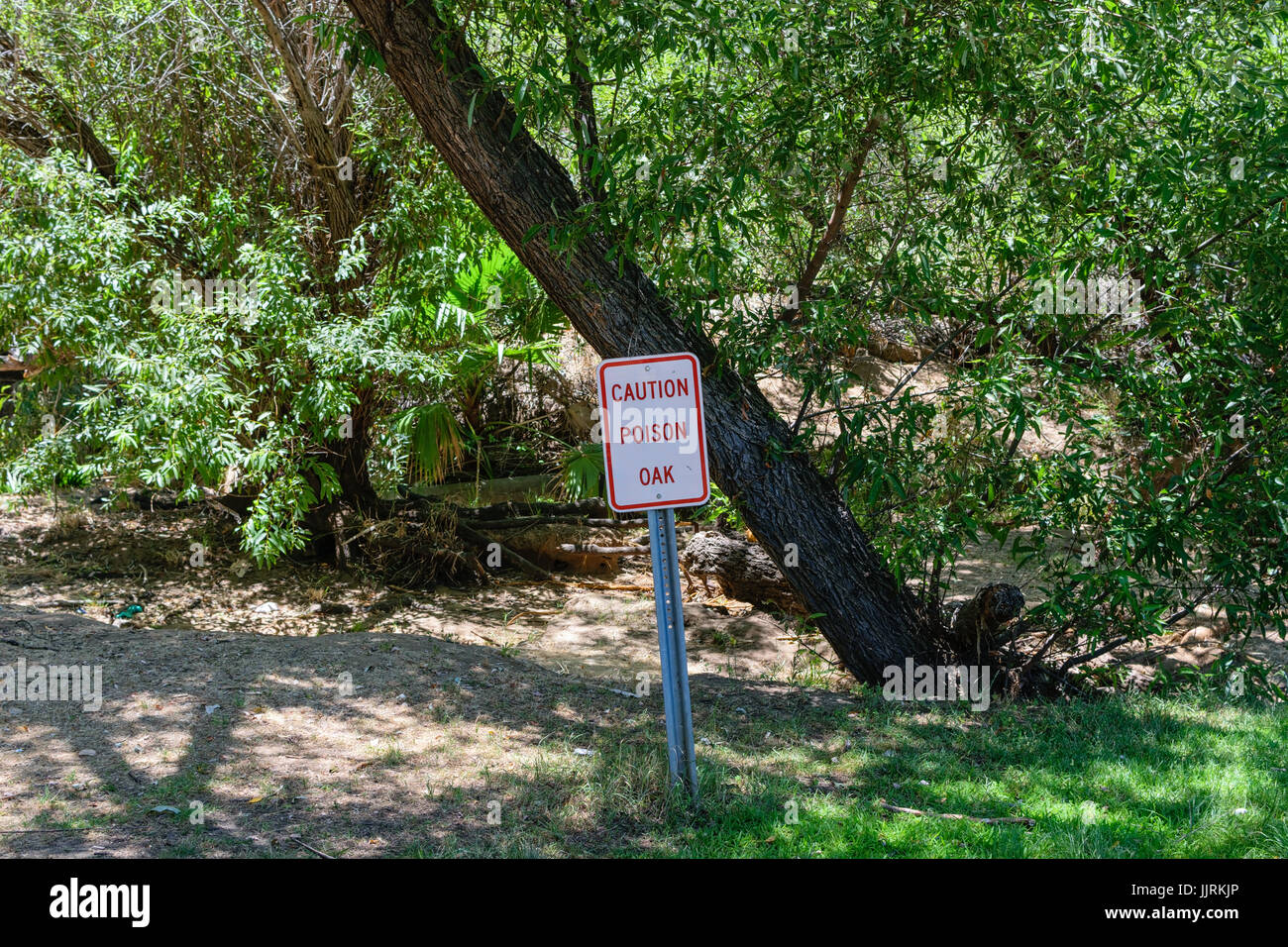 Walking into area with poison oak in Southern California Stock Photo ...