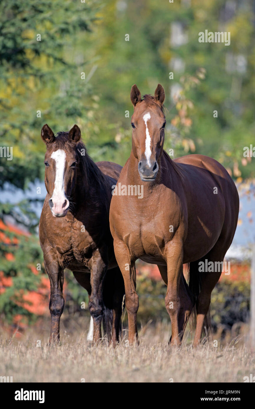 Thoroughbred and Quarterhorse standing together in field Stock Photo ...