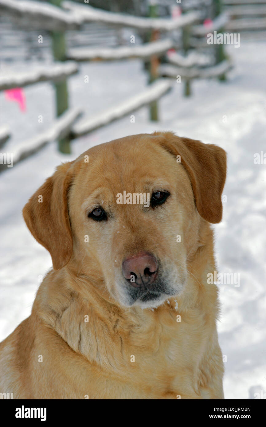 Yellow Labrador Retriever sitting on snow, portrait close up Stock ...