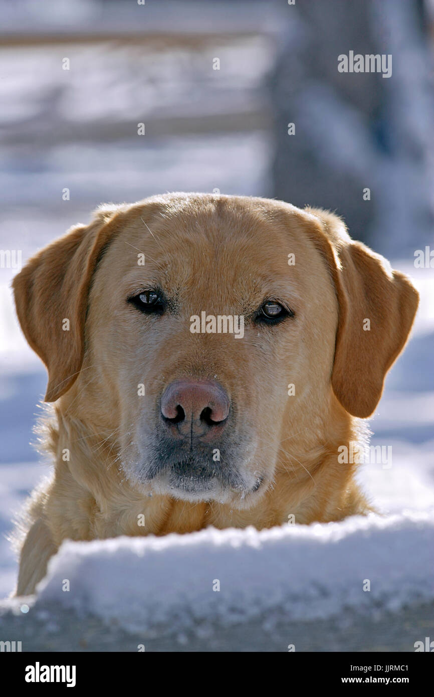 Yellow Labrador Retriever sitting behind wall of snow, portrait close ...