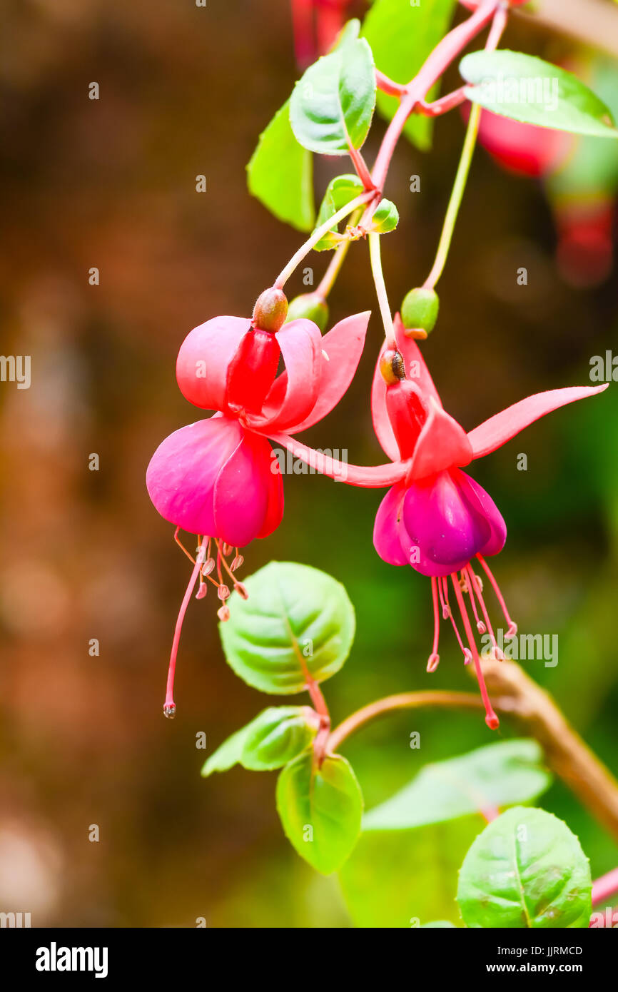 Beautiful pink Fuchsia flower Stock Photo - Alamy