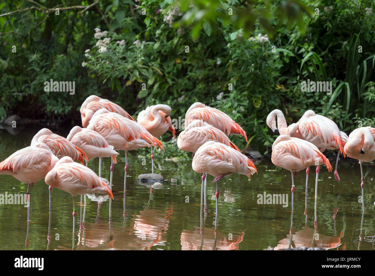 German flamingo hi-res stock photography and images - Alamy
