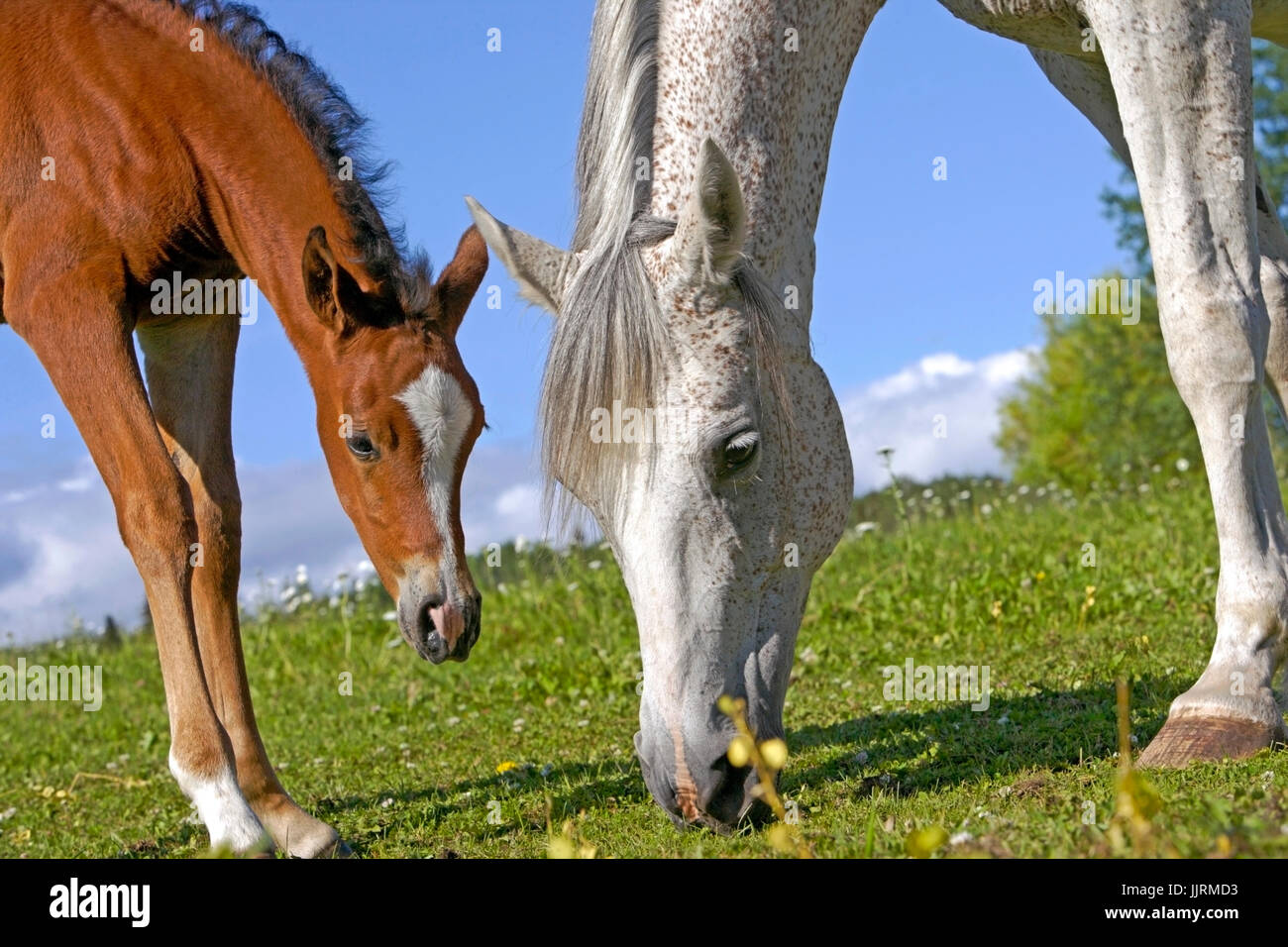Old grey mare hi-res stock photography and images - Alamy