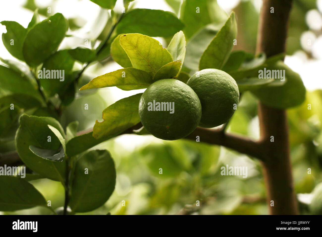 group of limes tree in natural background,one of species of citrus,it ...
