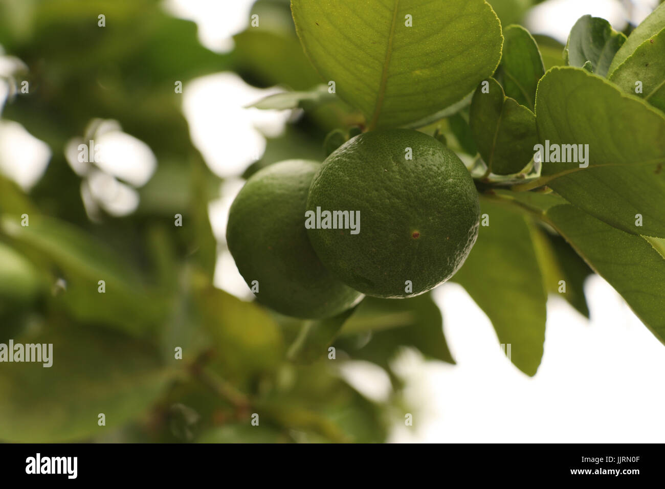 group of limes tree in natural background,one of species of citrus,it ...