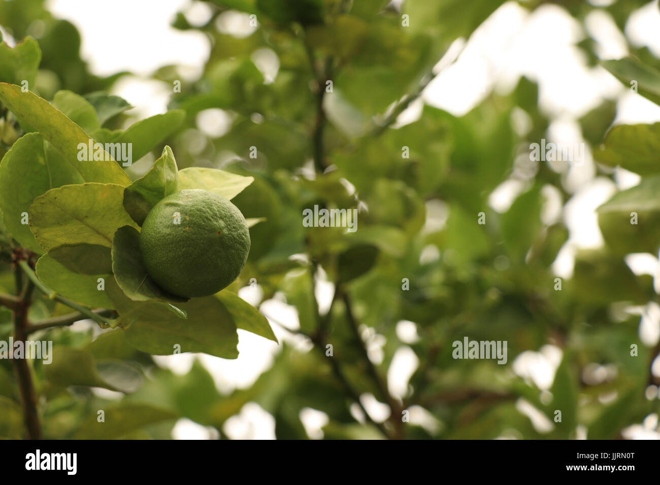 group of limes tree in natural background,one of species of citrus,it ...