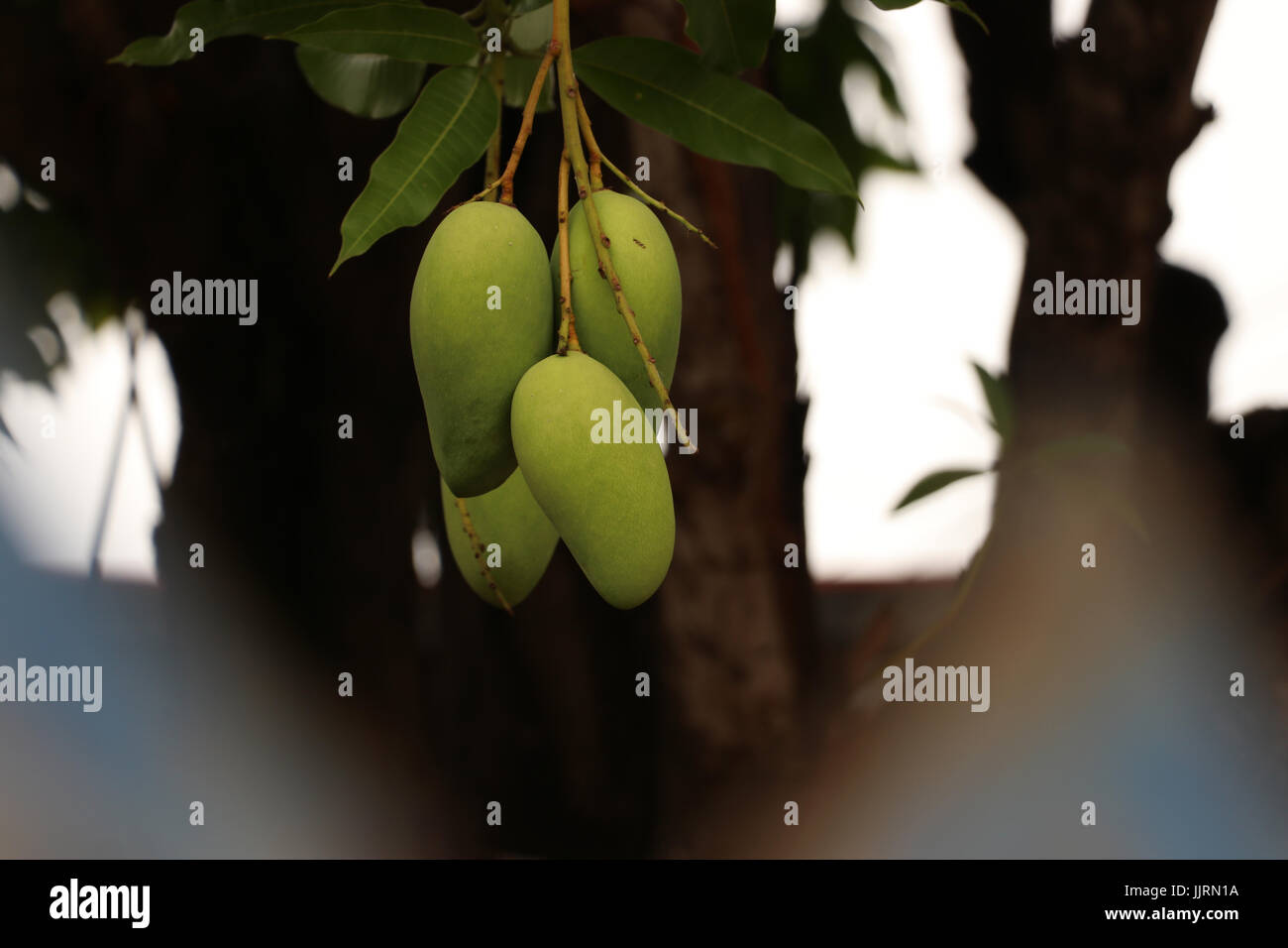 group of ripe mangoes on tree in natural background,it is full of ...