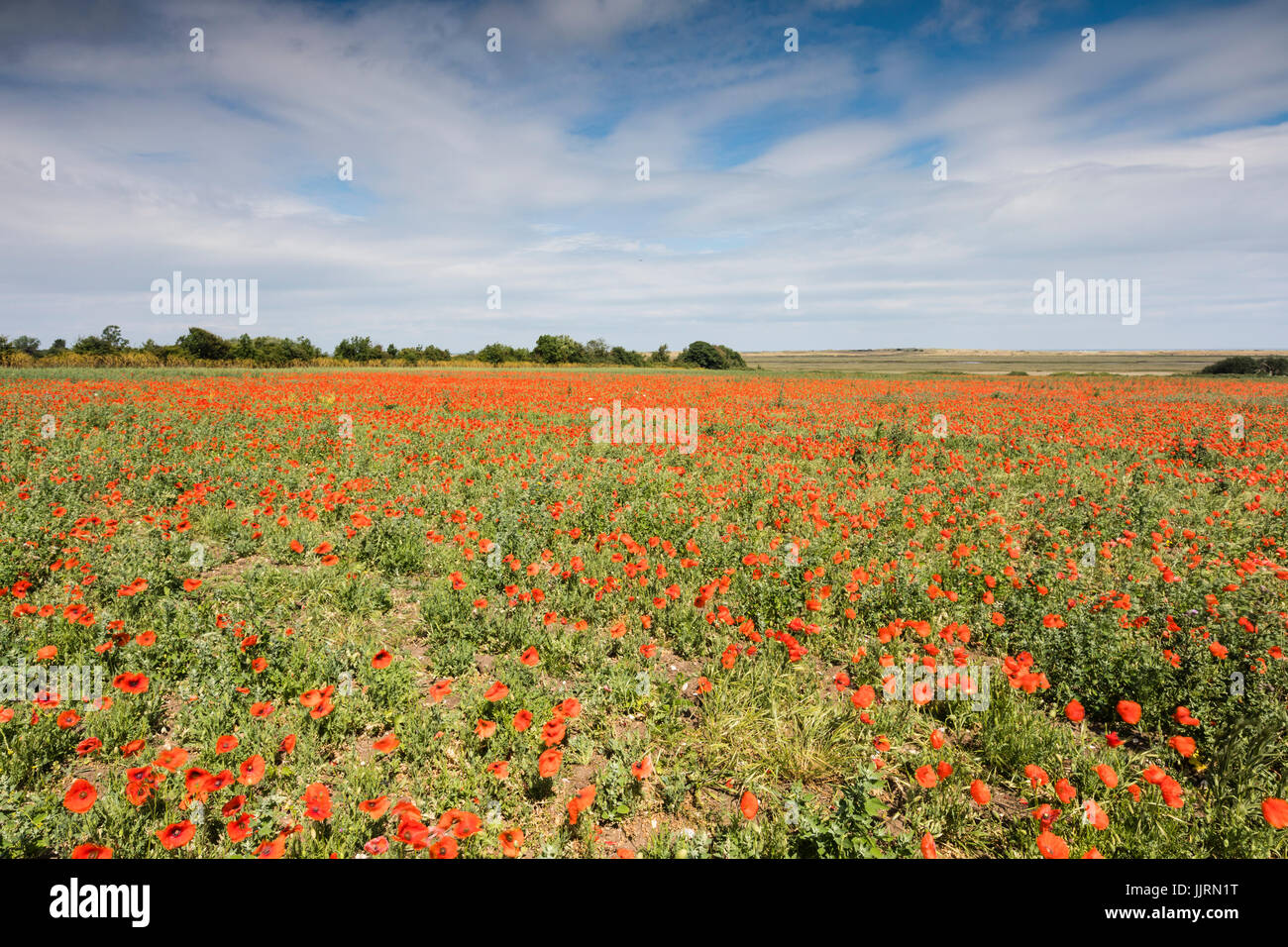 A field of common poppies in Norfolk, UK Stock Photo - Alamy