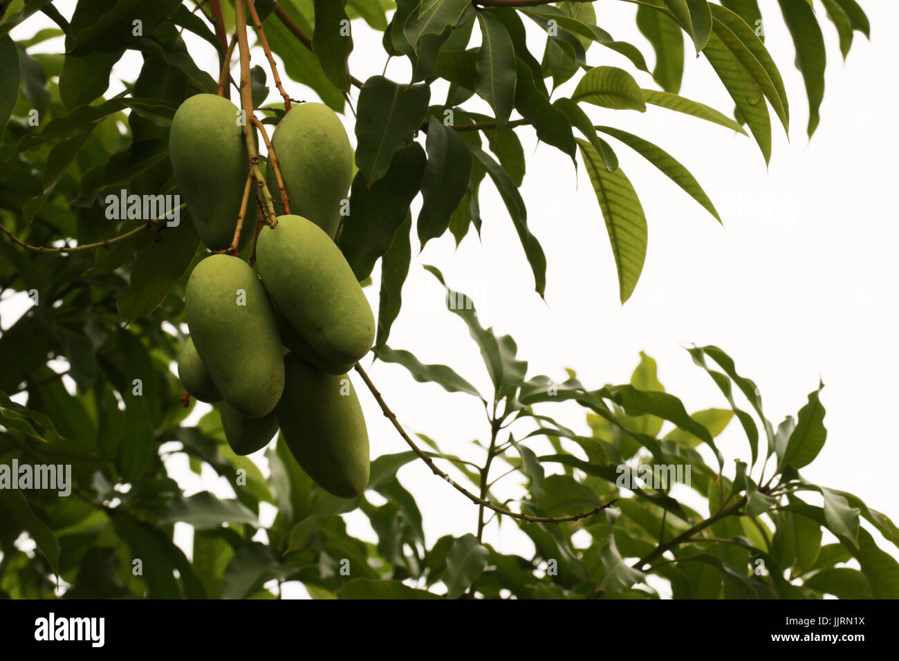 group of ripe mangoes on tree in natural background,it is full of ...