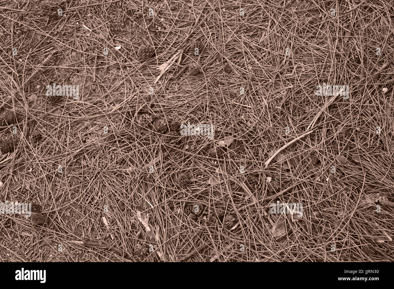 Full twigs hi-res stock photography and images - Alamy
