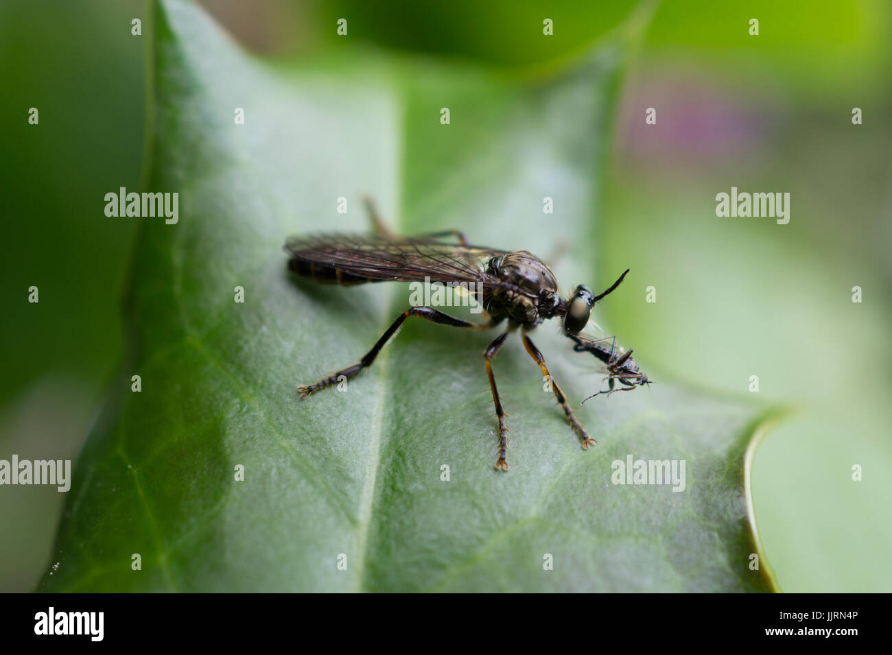 Robber fly with prey Stock Photo - Alamy
