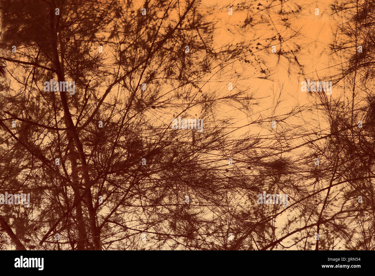 pines are long-lived tree,pine trees are evergreen,pine tree with wind ...