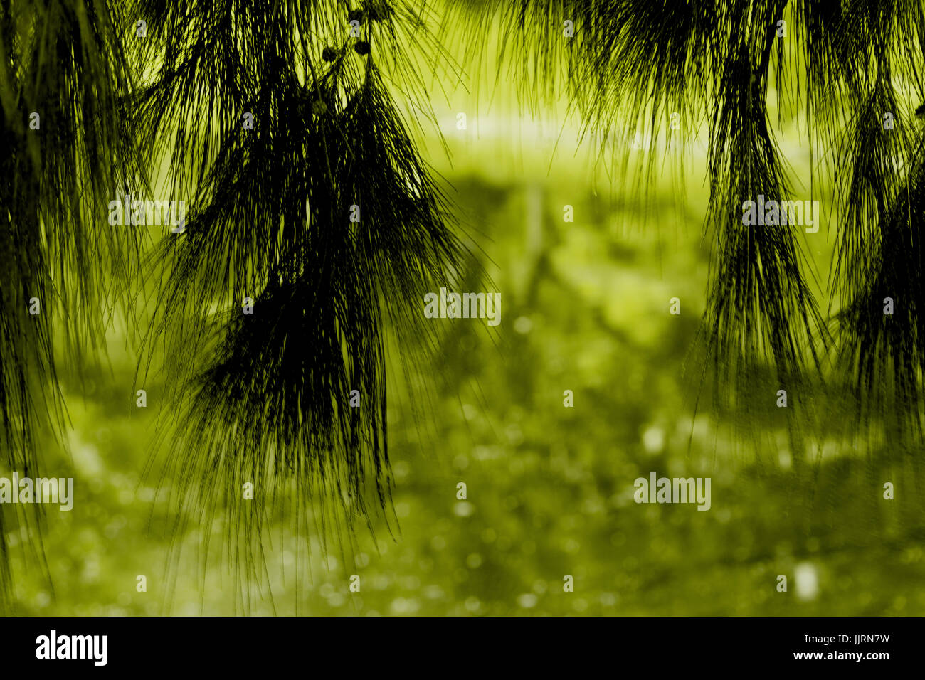 pines are long-lived tree,pine trees are evergreen,pine tree with wind ...