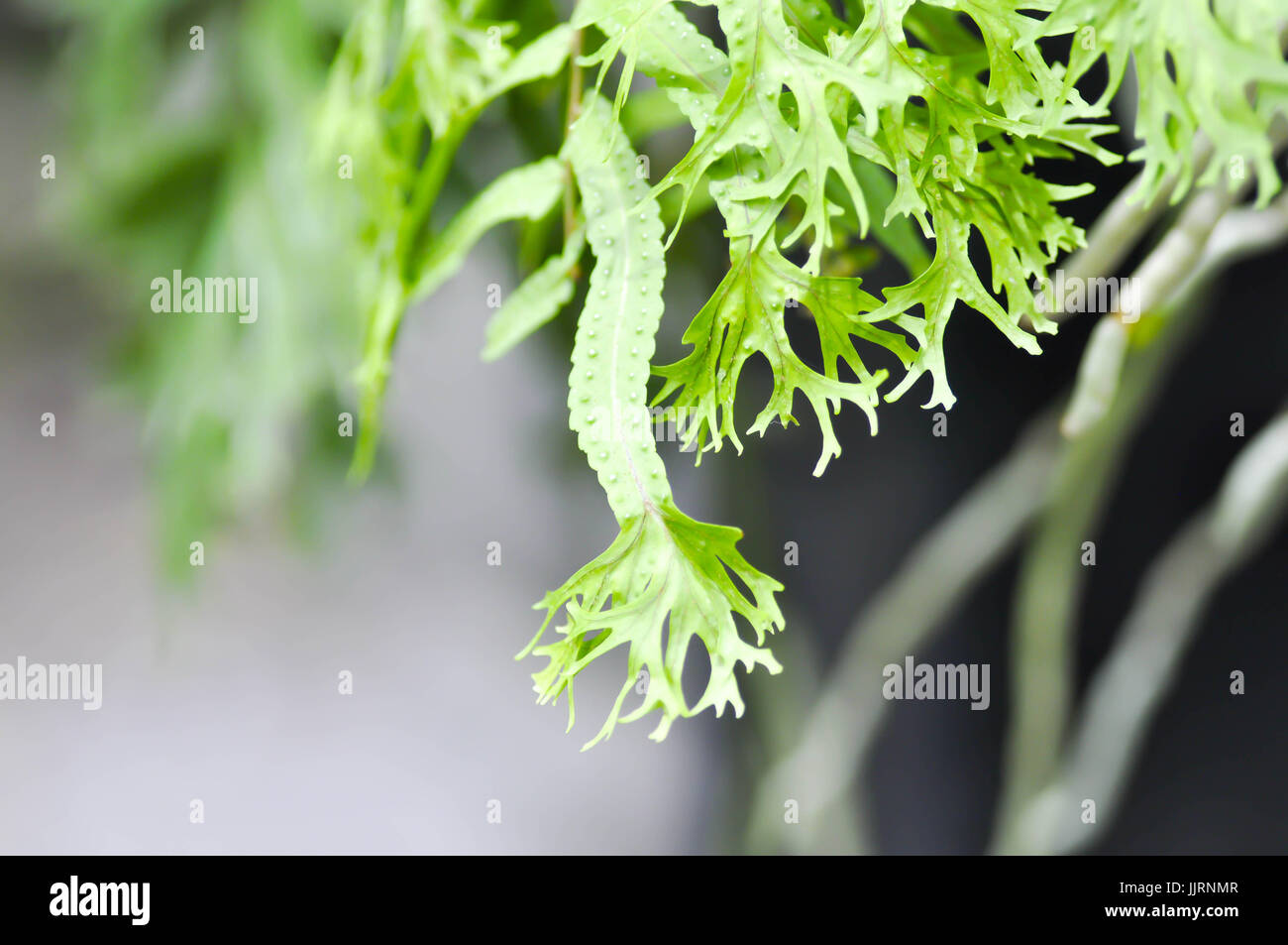 fern ,Microsorum punctatum or Mermaid's Tail fern Stock Photo - Alamy