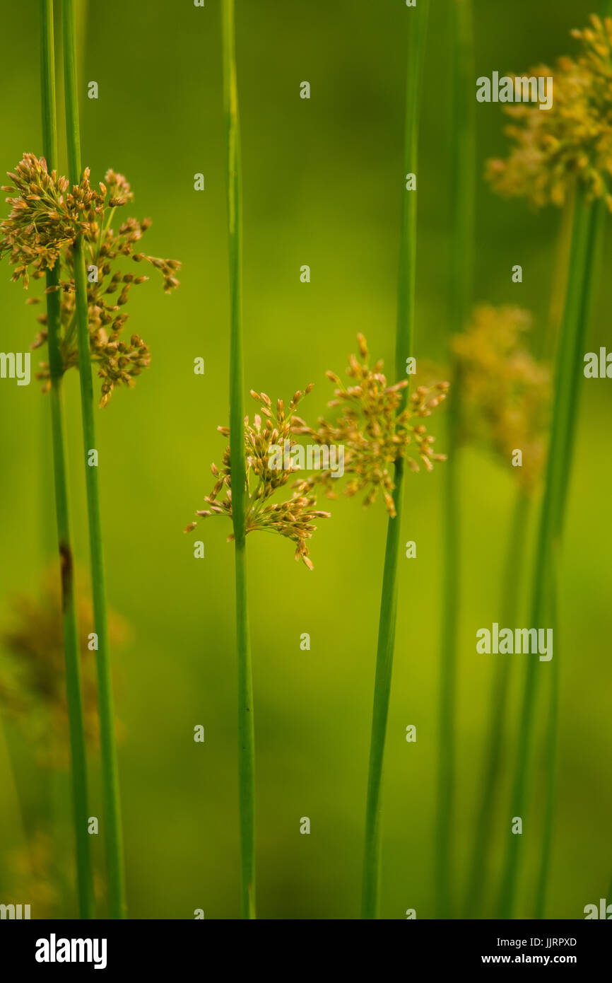 A beautiful sedge grass growing in a wet meadow near river. Vibrant ...