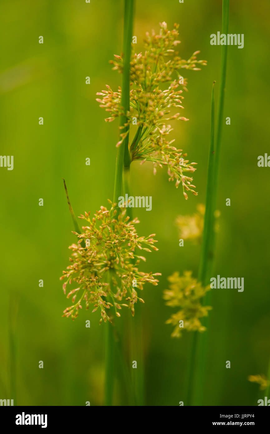 A beautiful sedge grass growing in a wet meadow near river. Vibrant ...