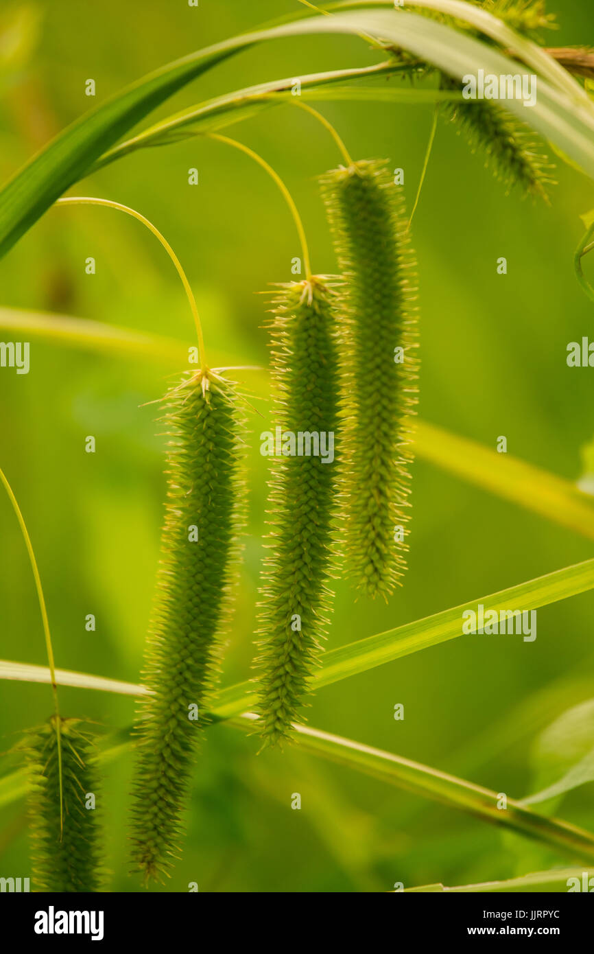 A beautiful sedge grass growing in a wet meadow near river. Vibrant ...