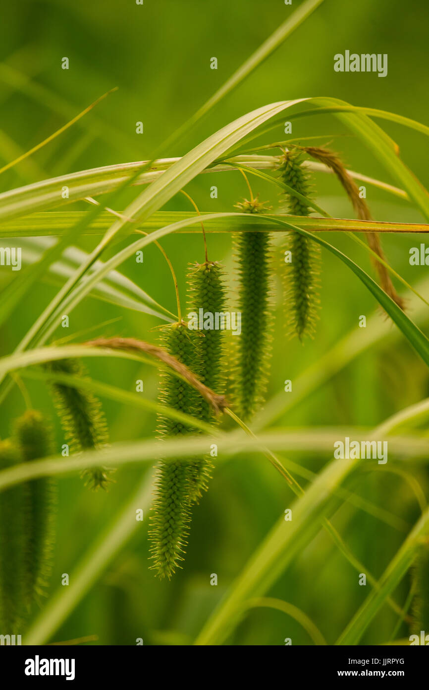 A beautiful sedge grass growing in a wet meadow near river. Vibrant ...
