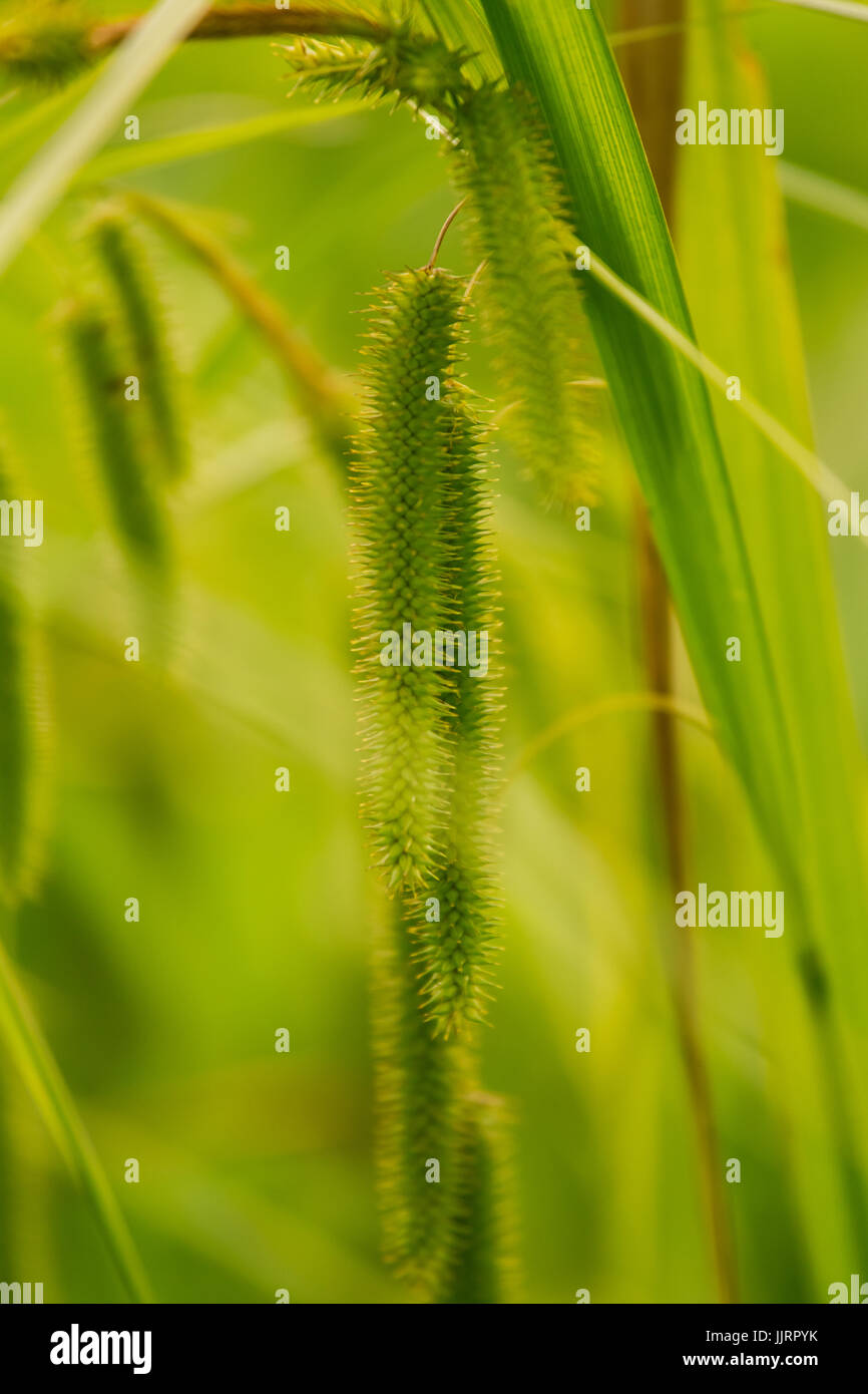 A beautiful sedge grass growing in a wet meadow near river. Vibrant ...