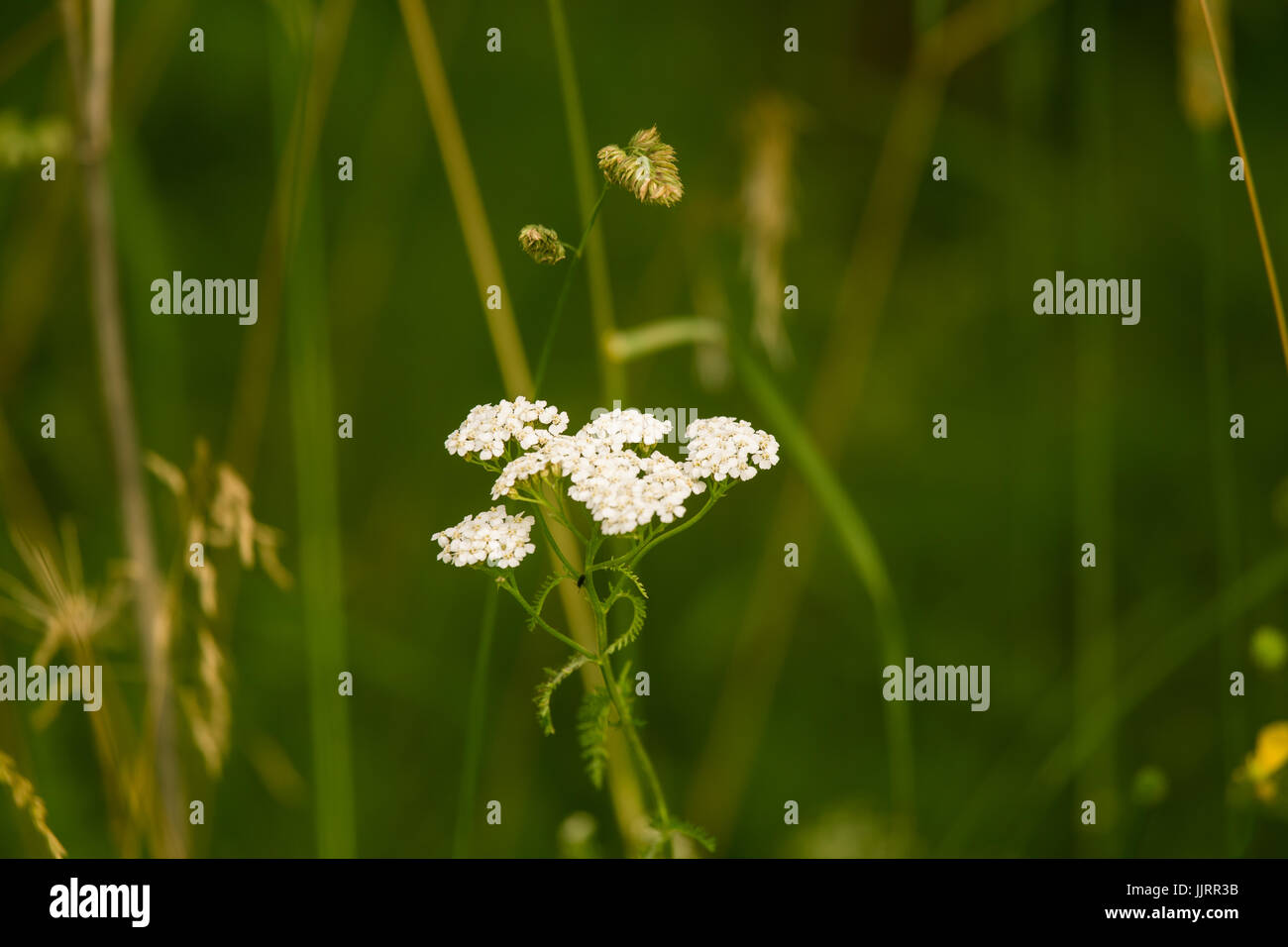 A beautiful yarrow flowering in a summer meadow. Vibrant closeup ...