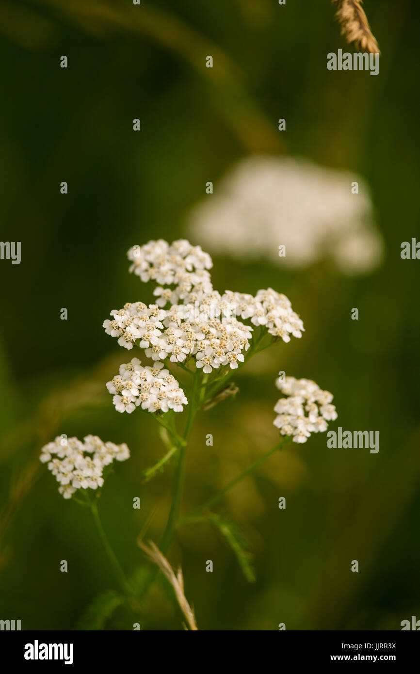 A beautiful yarrow flowering in a summer meadow. Vibrant closeup ...