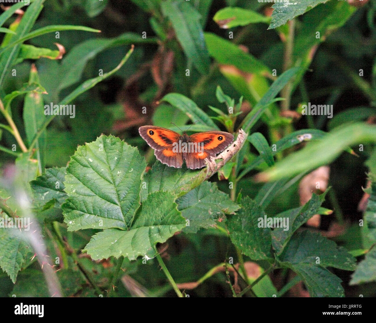 Sunning railway hi-res stock photography and images - Alamy