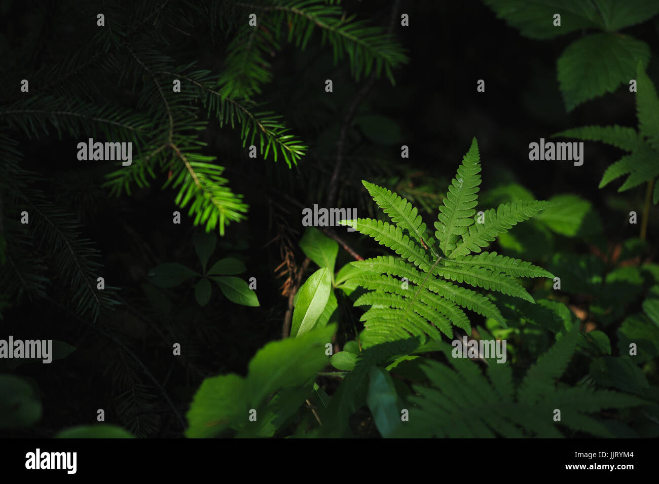 Plants of the magic forest. Fern Stock Photo - Alamy