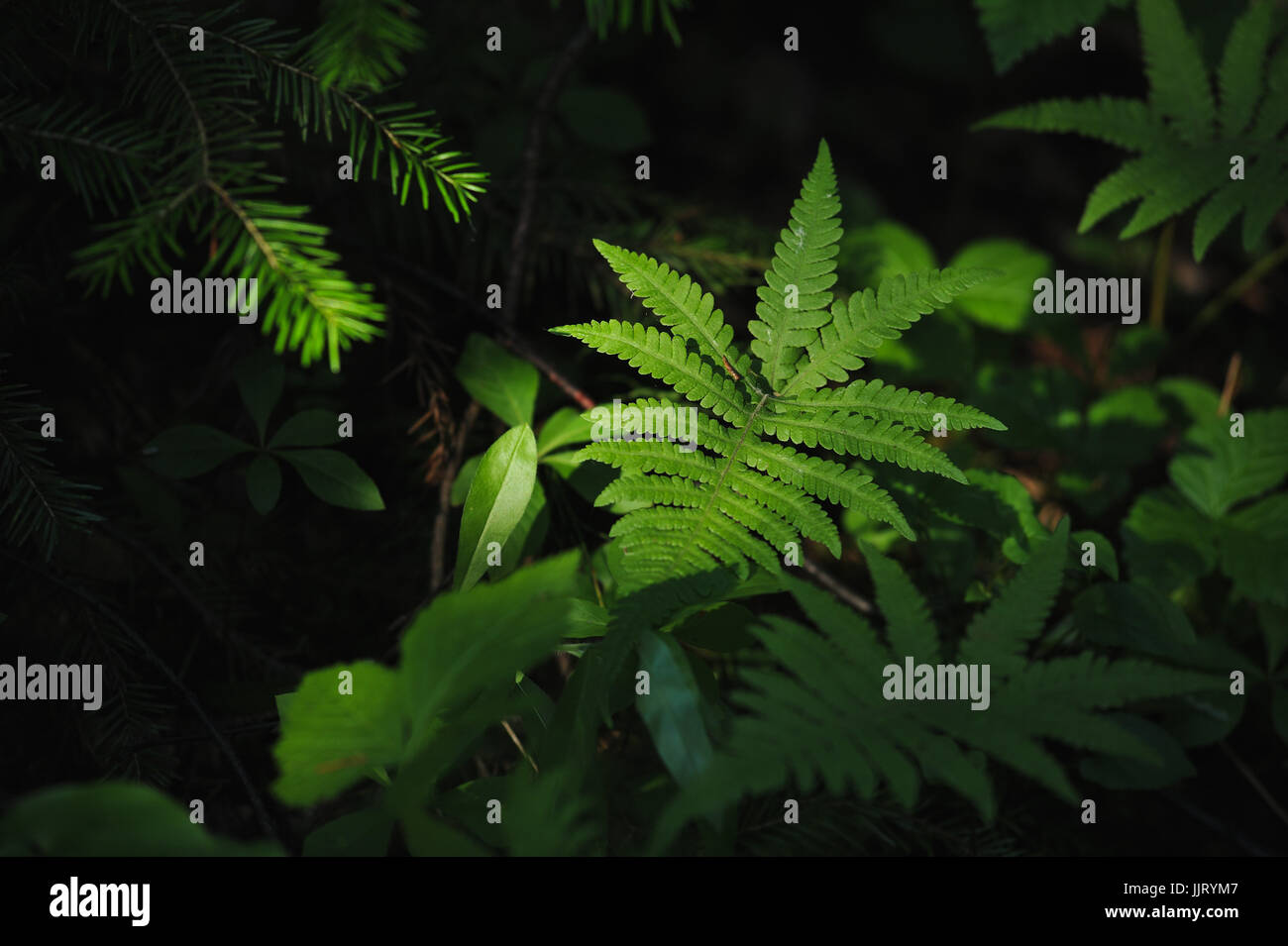 Plants of the magic forest. Fern Stock Photo - Alamy