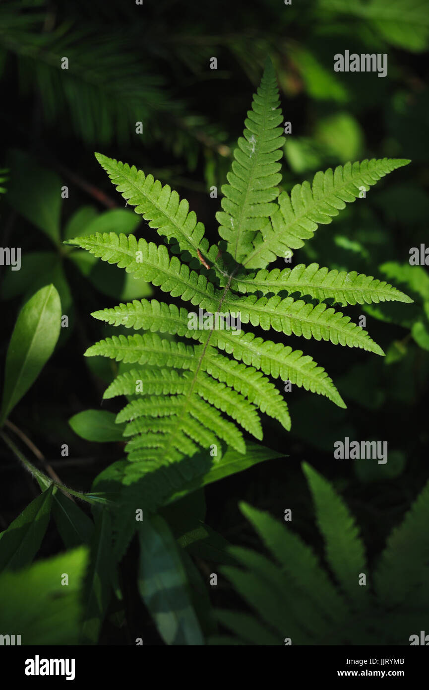 Plants of the magic forest. Fern Stock Photo - Alamy