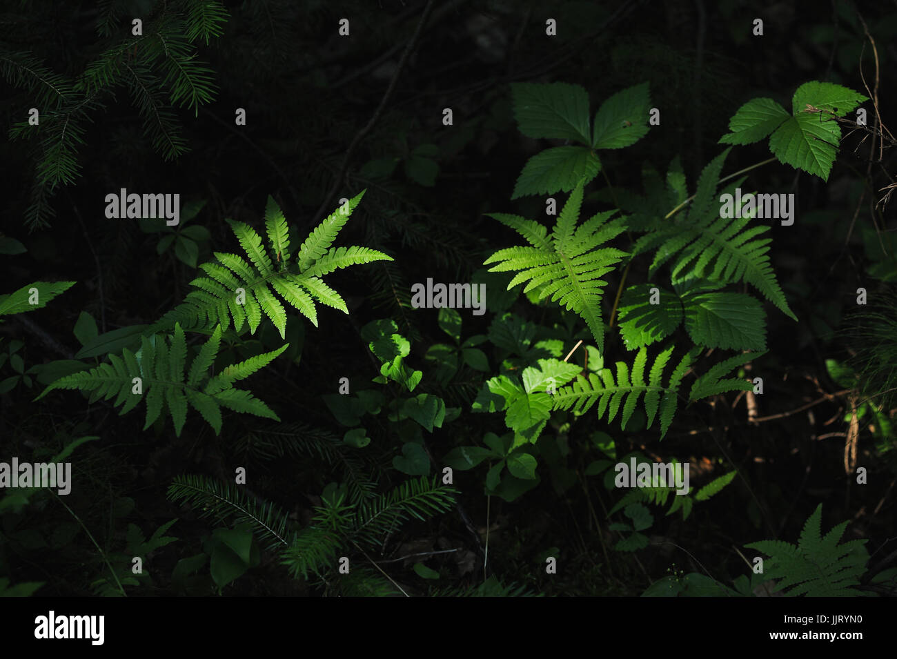 Plants of the magic forest. Fern Stock Photo - Alamy