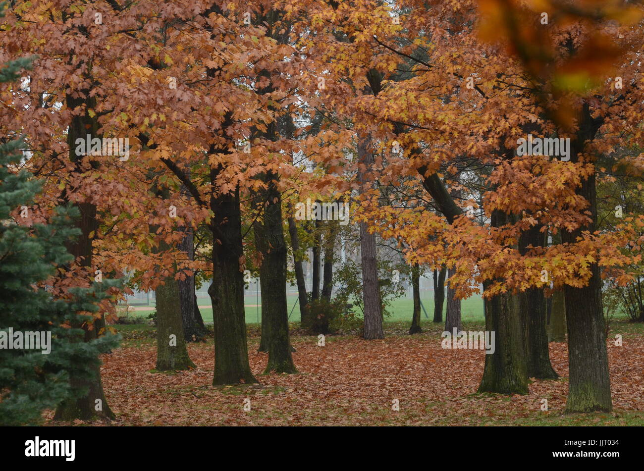 Autumn colors in Bron-Parilly Park, Lyon (France Stock Photo - Alamy