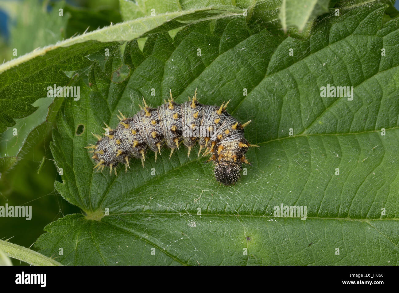Admiral, Raupe frisst an Brennnessel, Vanessa atalanta, Pyrameis ...