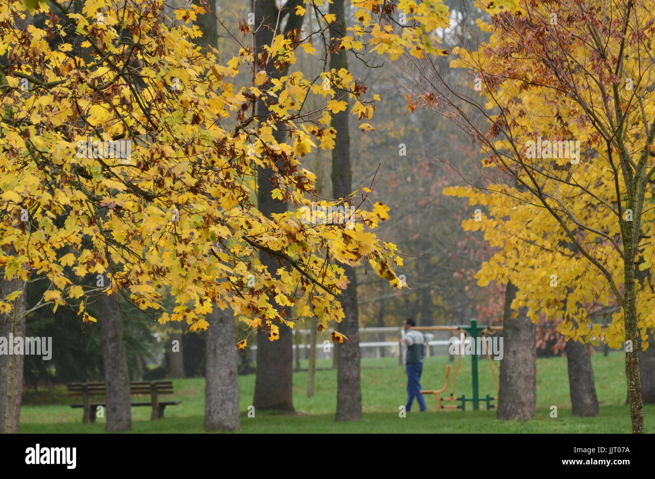 Autumn colors in Bron-Parilly Park, Lyon (France Stock Photo - Alamy