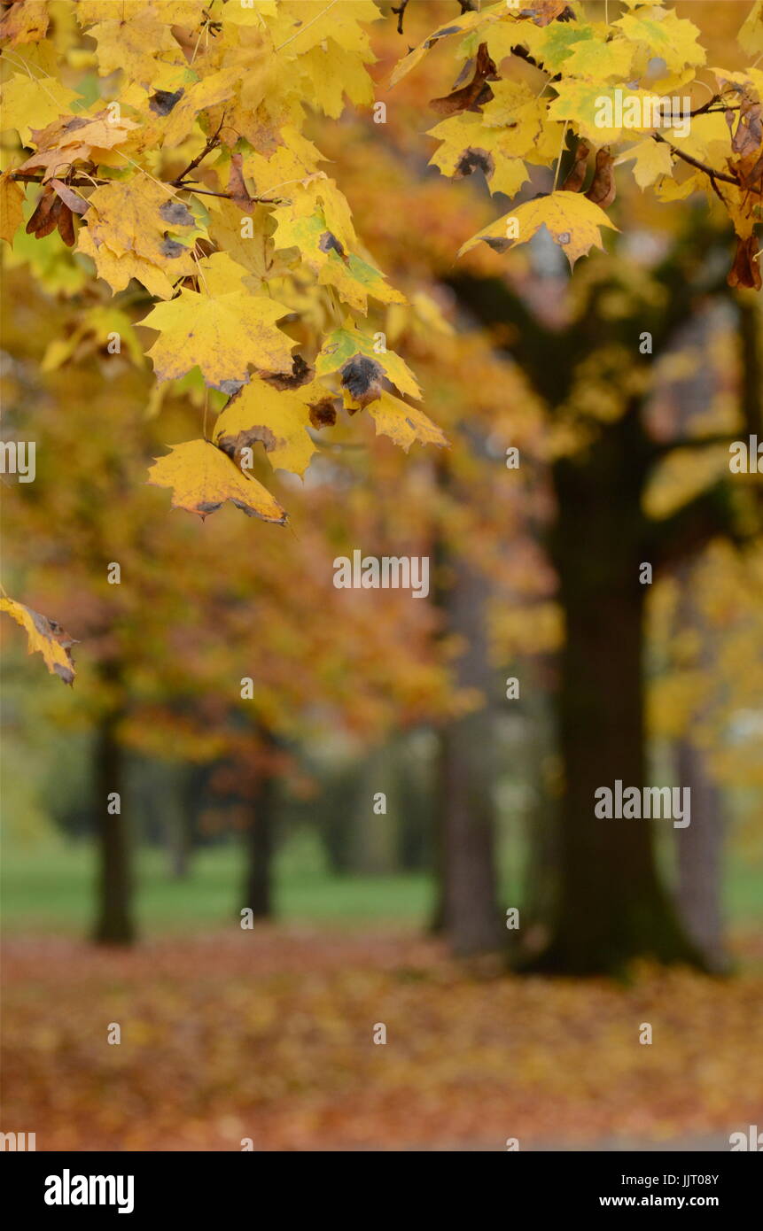 Autumn colors in Bron-Parilly Park, Lyon (France Stock Photo - Alamy